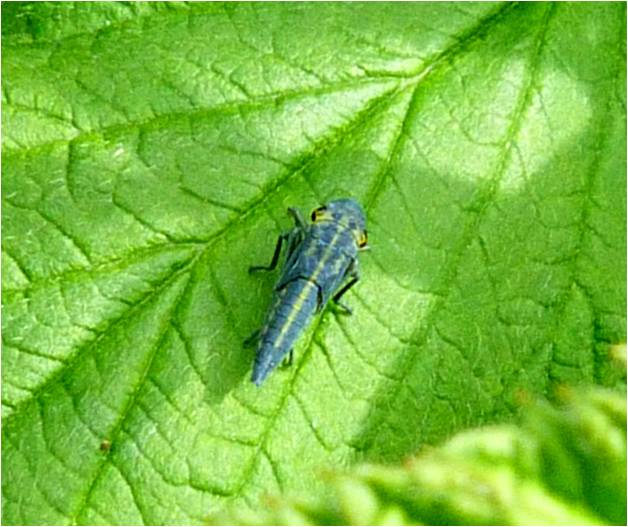 Insects of Scotland: True Bugs