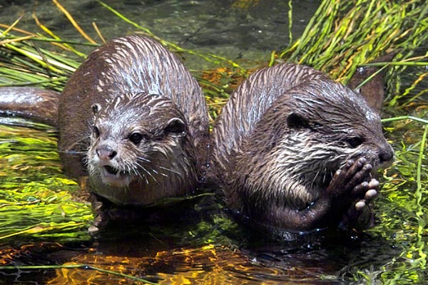 Fauna del Cinca Medio