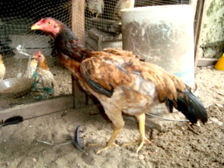 PEMBIAK BAKA AYAM SERAMA DAN AYAM SIAM: PengEkalAn GENetik..baka Ayam ...