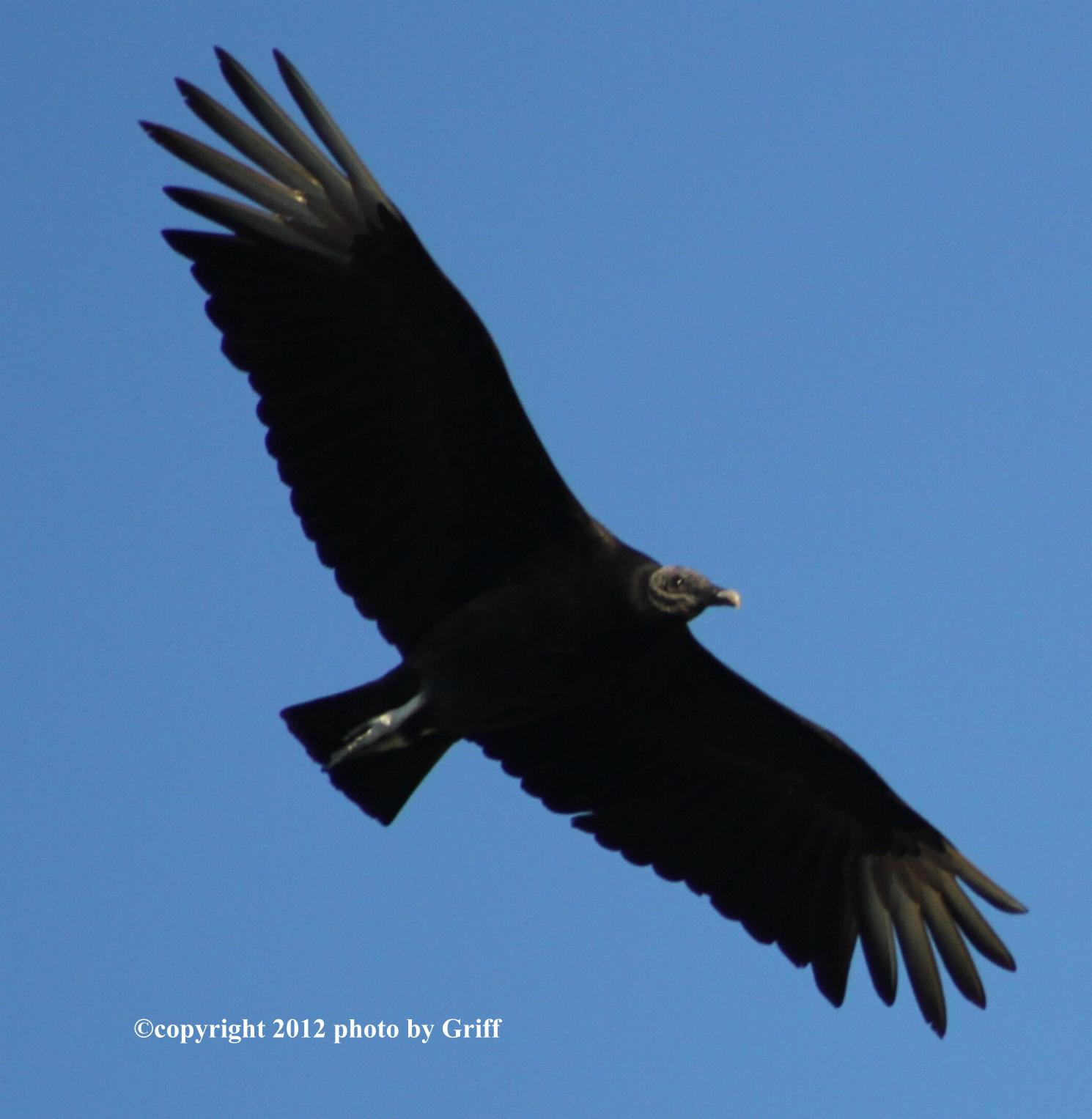 Griff's Bird Photos: Black Vulture