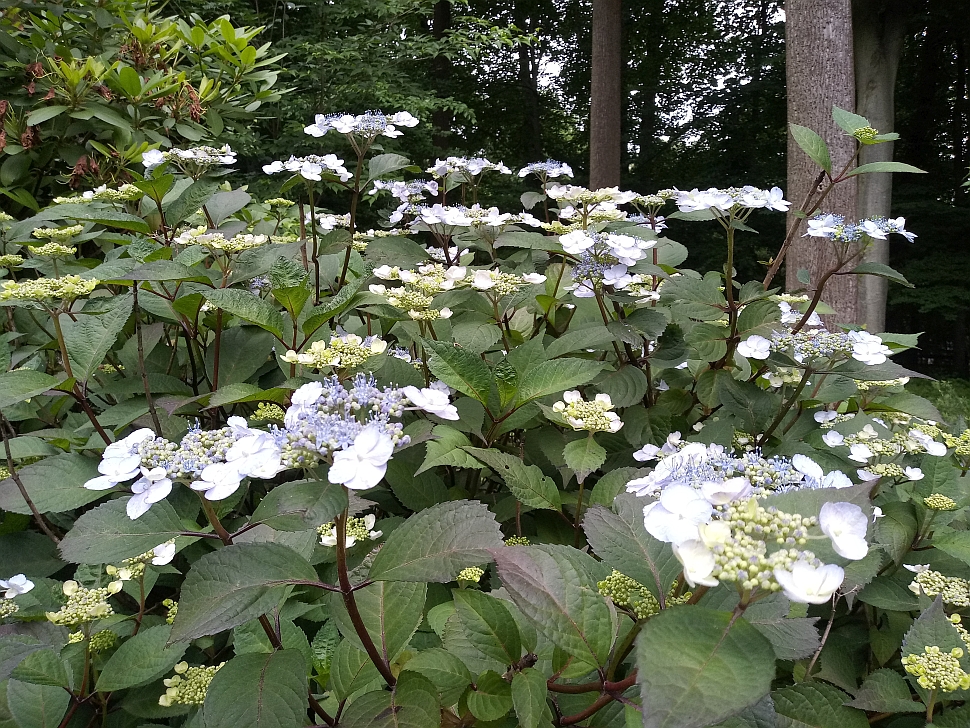 Future Plants by Randy Stewart: Hydrangea - Other Species