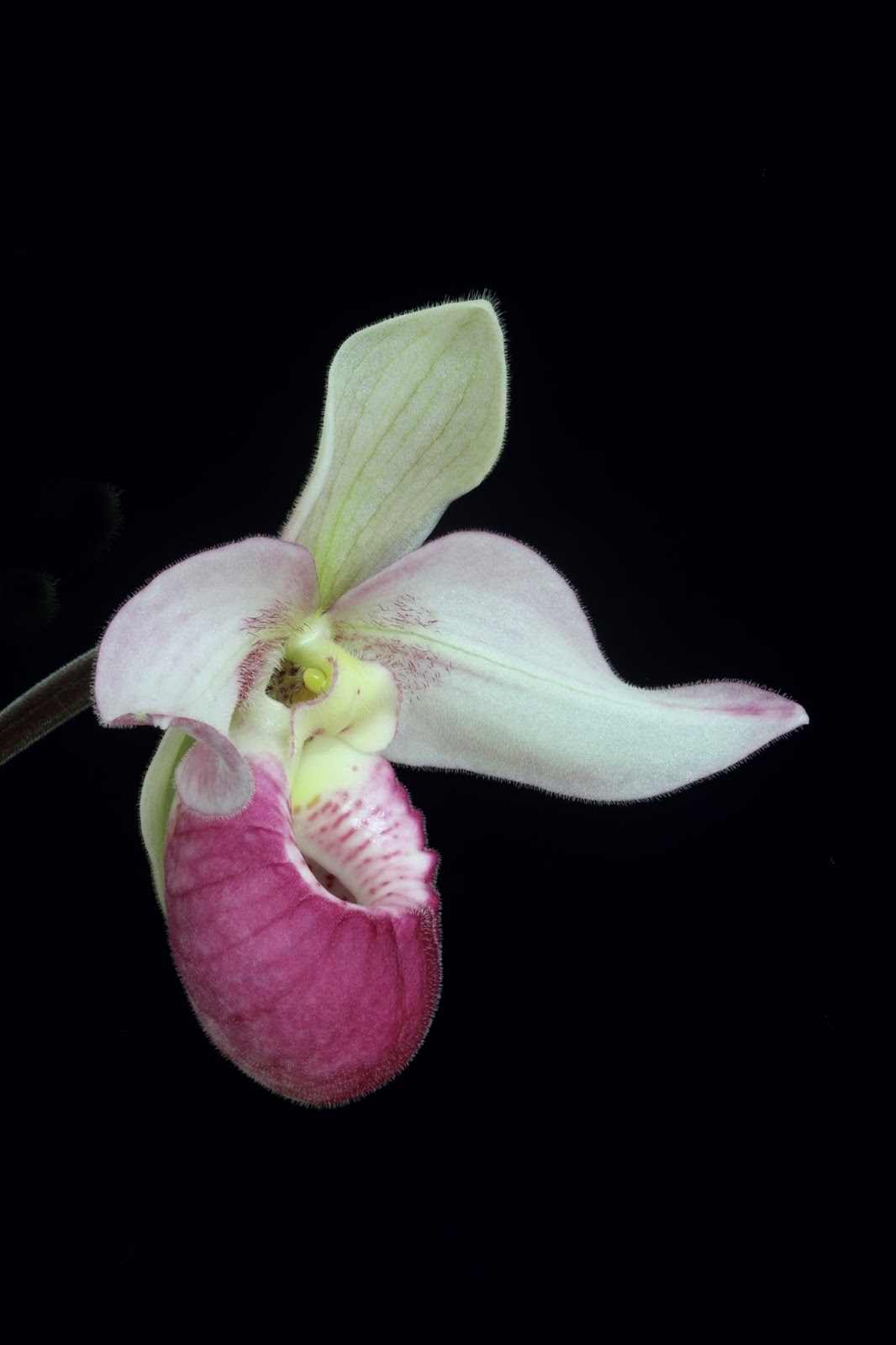 Orchids in Bloom: Phragmipedium Cardinale 'Birchwood'