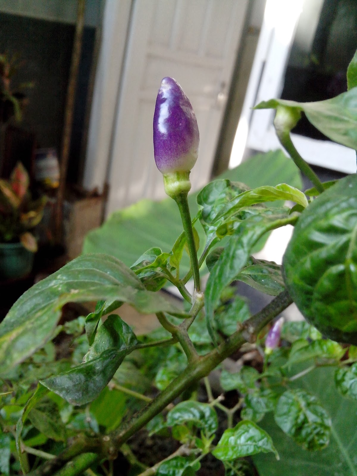 Endah Murniyati's Journey: TRICOLOR CHILLI PEPPER