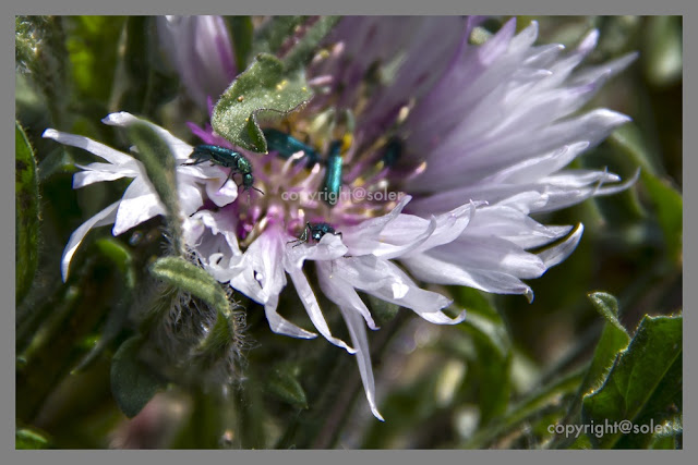 LO QUE VEN MIS OJOS: BAÑERES DE MARIOLA - NACIMIENTO DEL RÍO VINALOPÓ