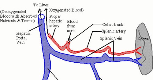 Human Anatomy: The Portal Circulation