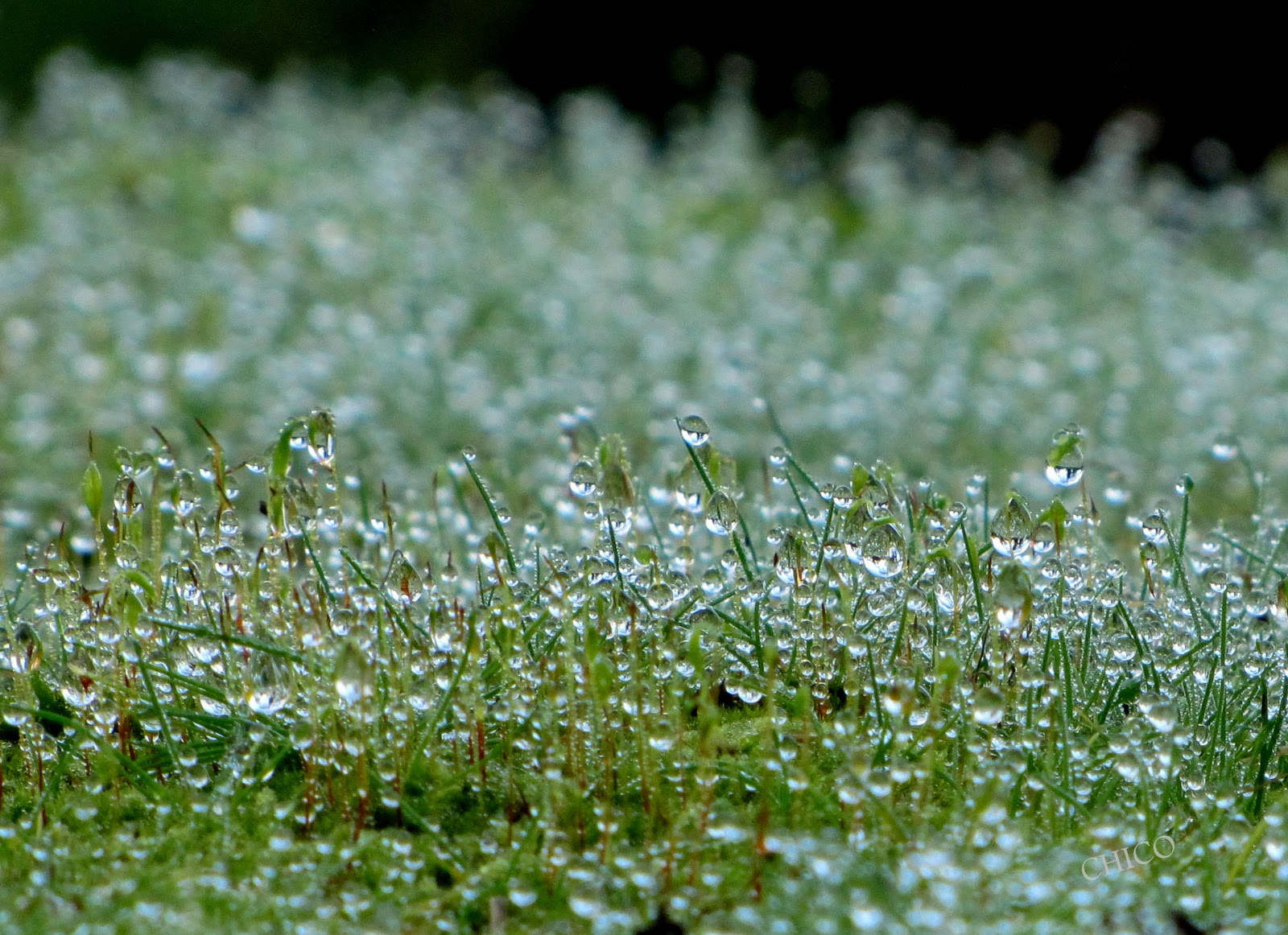 CULTURA DO ESPÍRITO: Orvalho