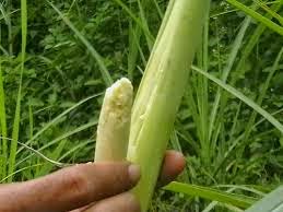 Turubuk makanan khas yang jarang ada di daerah lain - Media Pangkalan