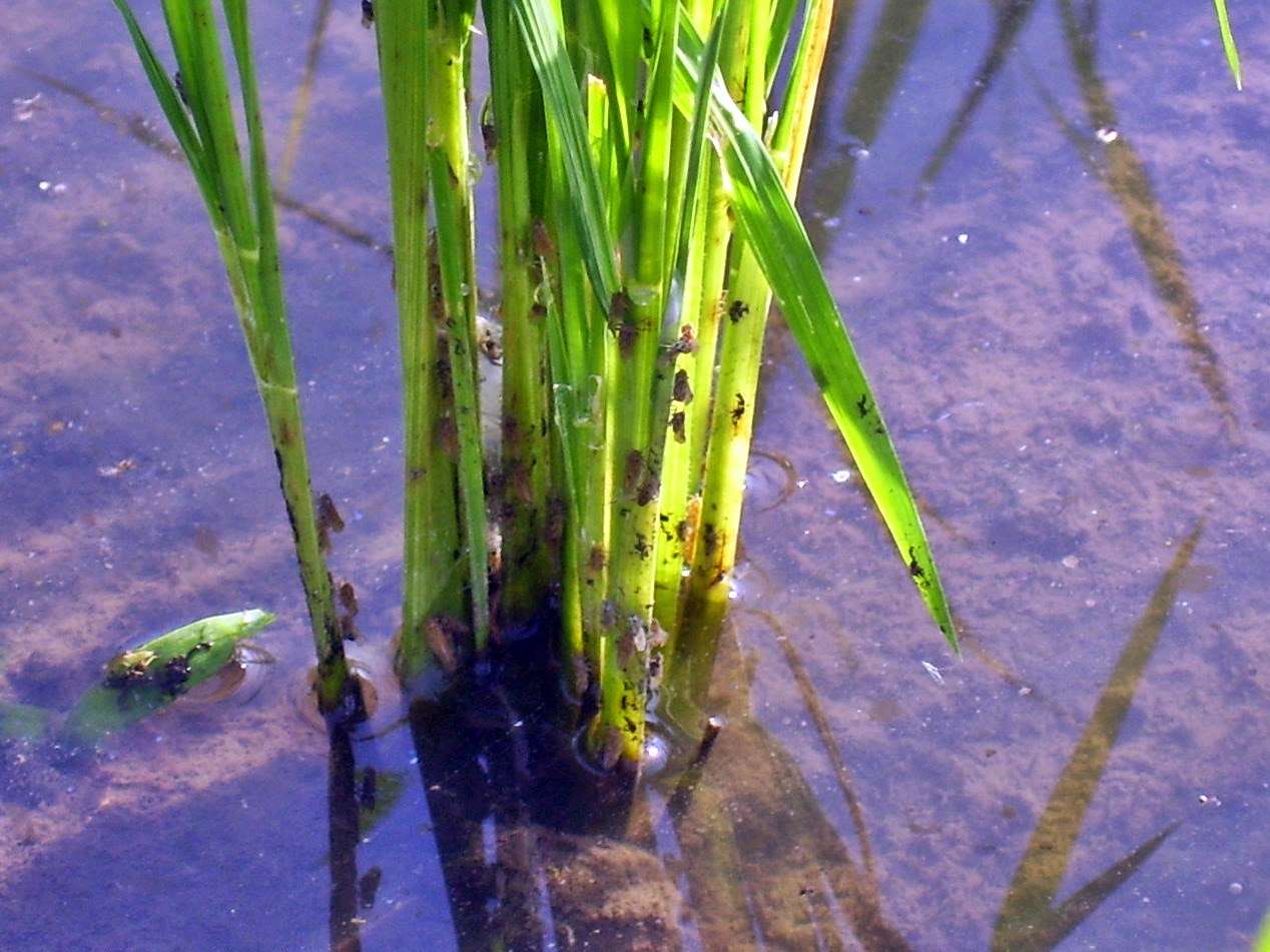 Pengendalian Hama Wereng pada Tanaman ~ Agro Budidaya
