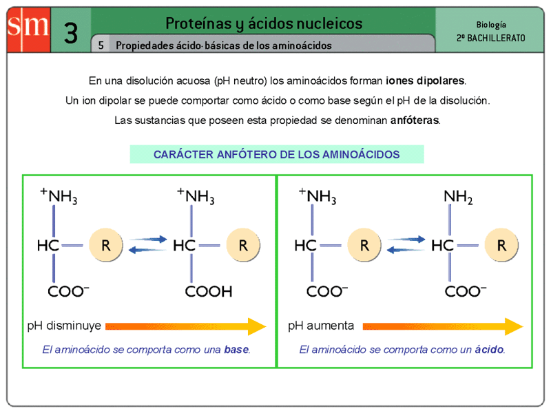 aminoacidos y proteinas