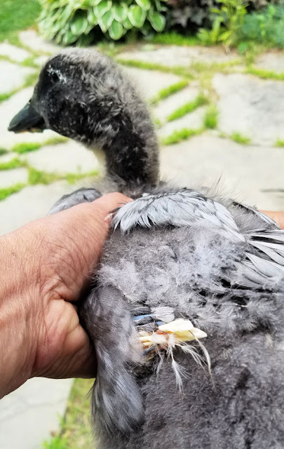 Preventing and Treating Angel Wing in Ducklings - Fresh Eggs Daily ...