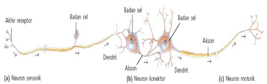 Macam-Macam Neuron | Pustaka Pandani