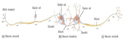 Macam-Macam Neuron | Pustaka Pandani