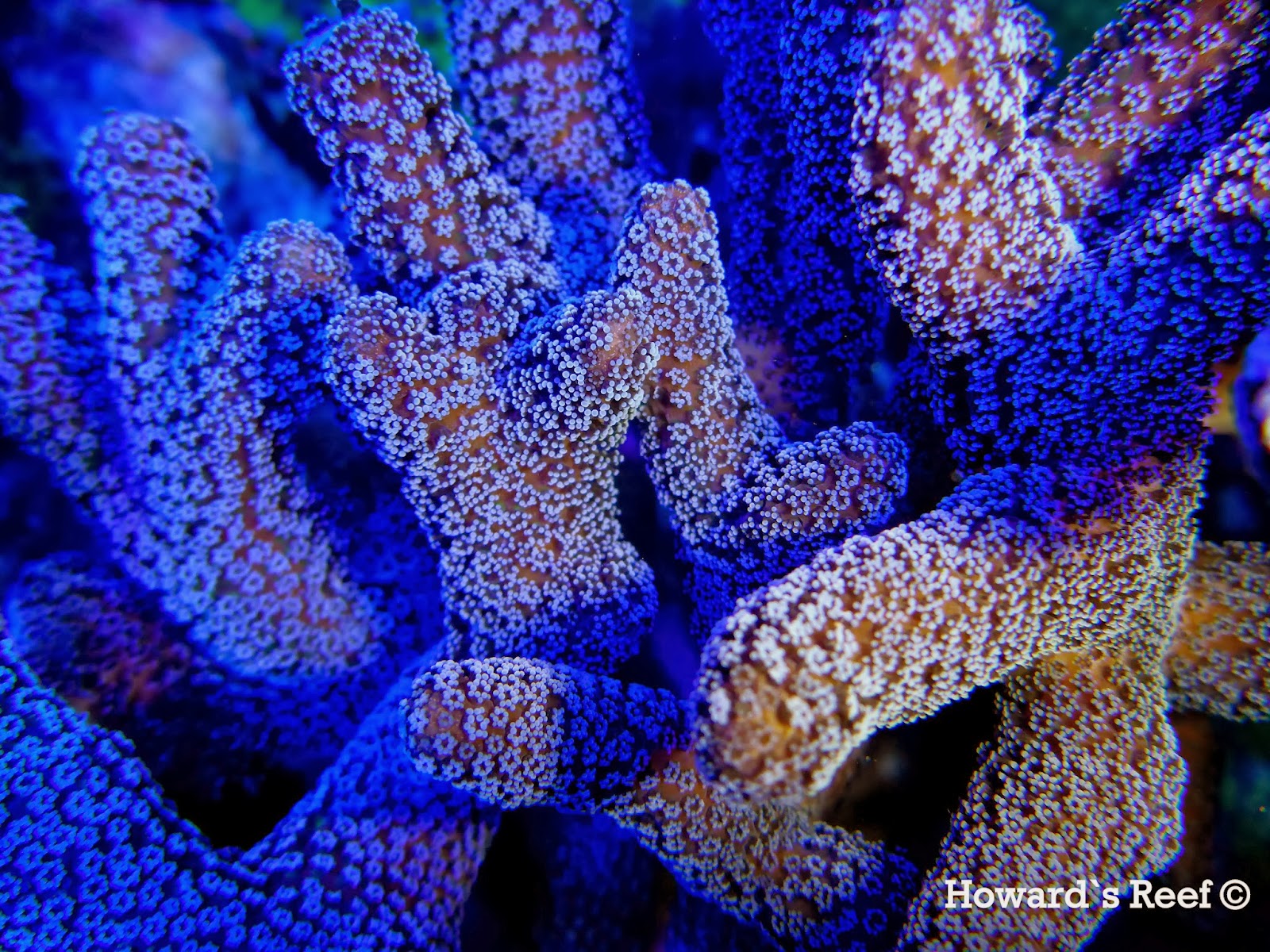 Howard`s Reef: I really admire Stylophora Corals!