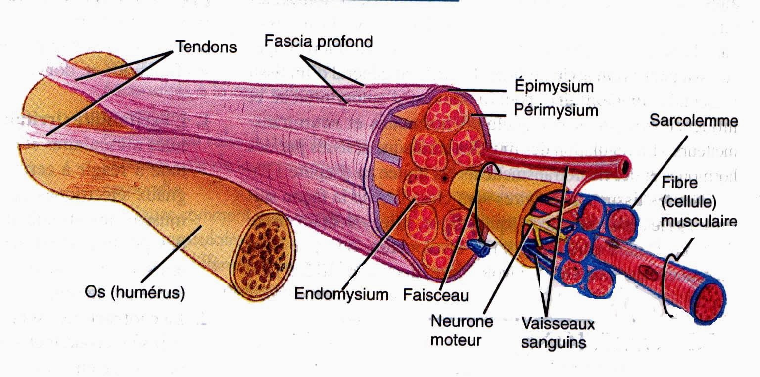 Limite performances sportives: Rôle du système musculaire