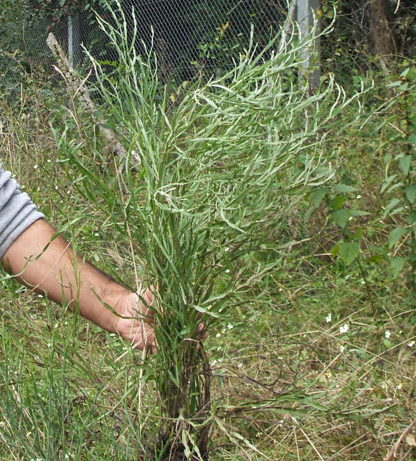 Zona Verde Villa Carlos Paz.: La Carqueja