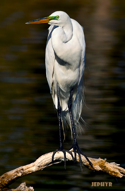 Arizona Artist Jephyr (aka Jeff Curtis): Arizona Water Bird Photos