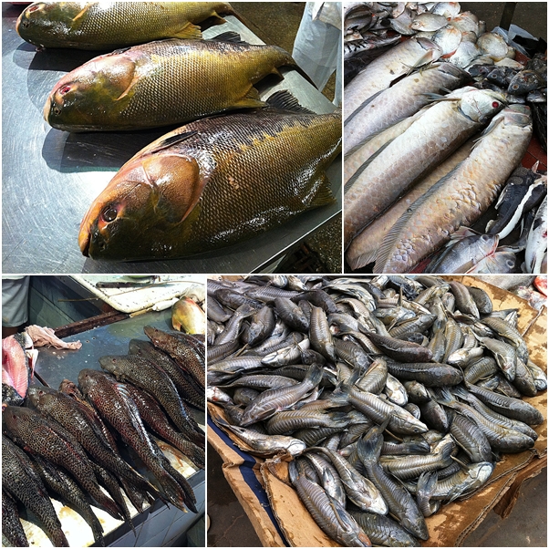 ANGLING WORLD 魔魚釣界: Adventure Fishing @ Amazonia Rio Negro