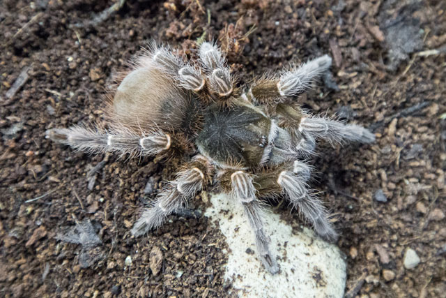 Acanthoscurria ~ Dunia Tarantula