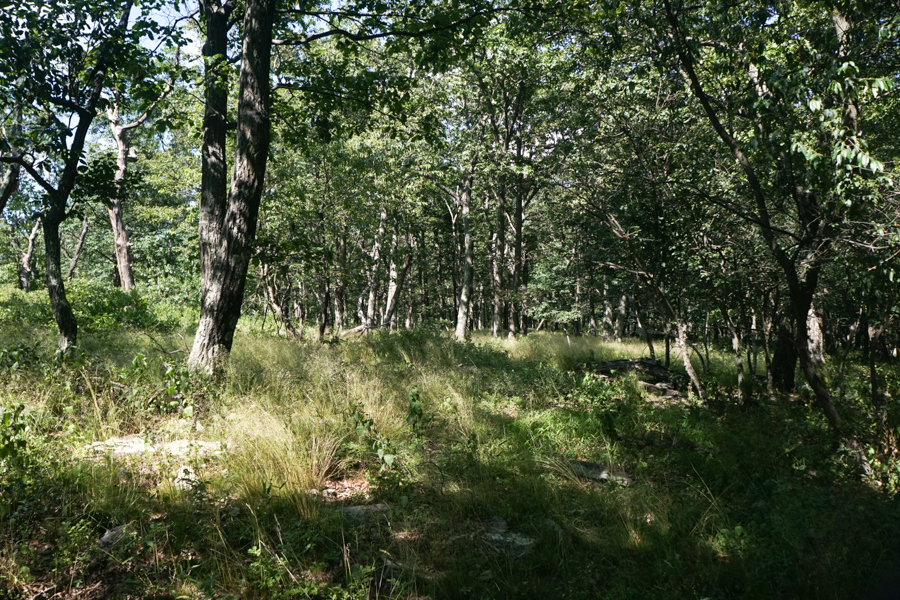 Tuscarora Trail from Dry Gap to US 50