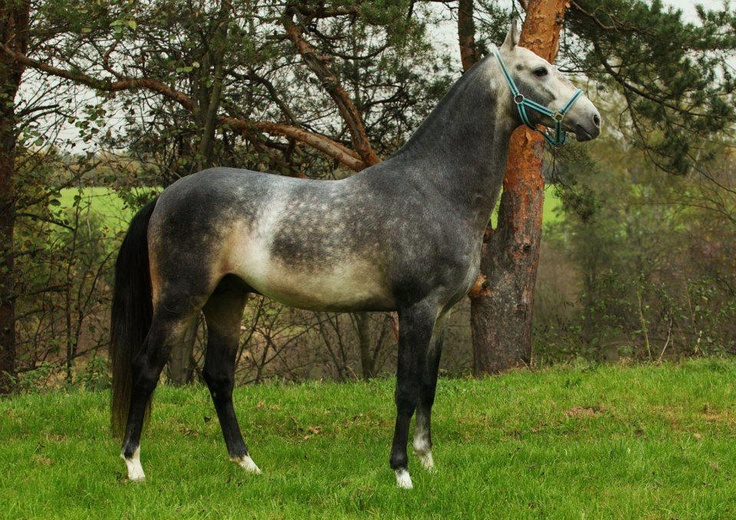 Akhal Teke Silver. Mira que caballos más preciosos... Mundo del Caballo Es
