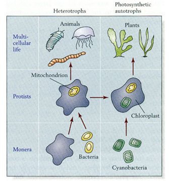 Biologeek: Teori Endosymbiosis