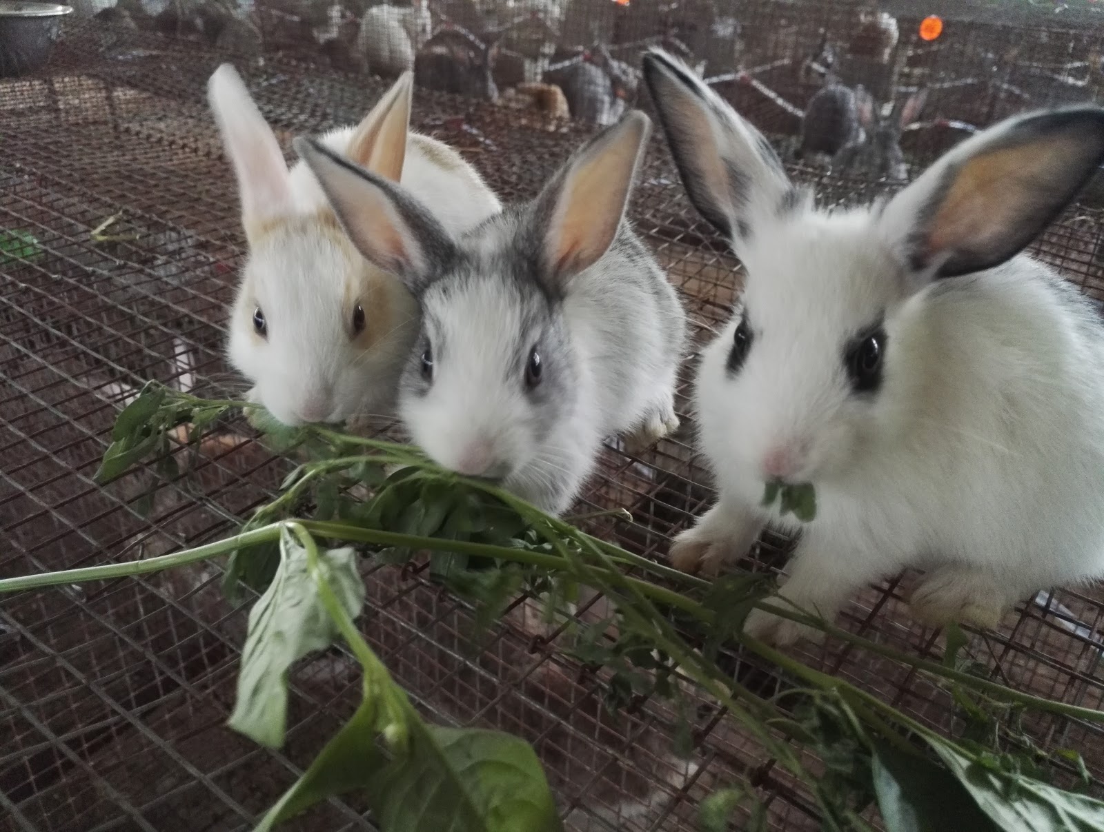 Rabbit farming in India