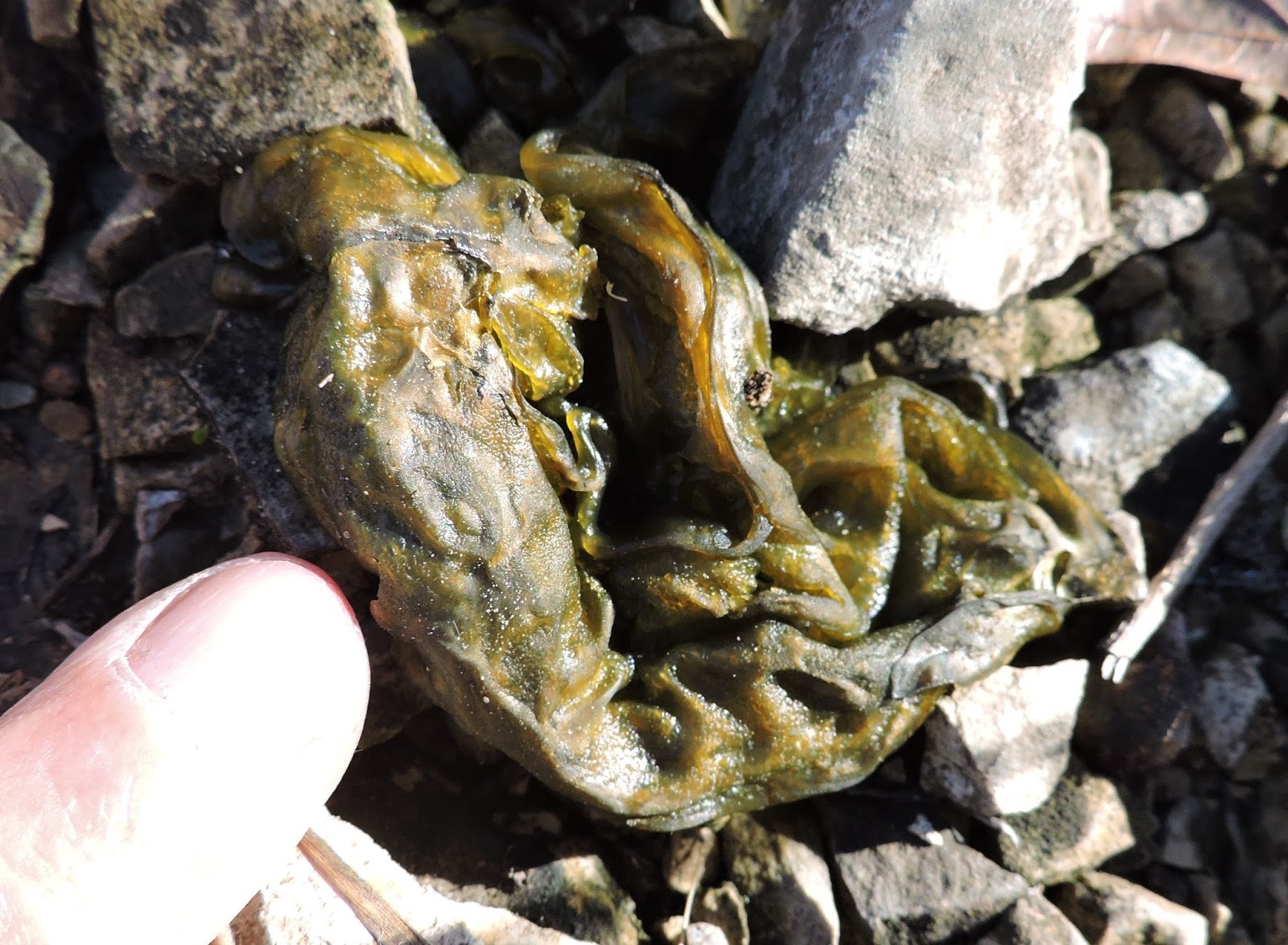 Springfield Plateau: Nostoc