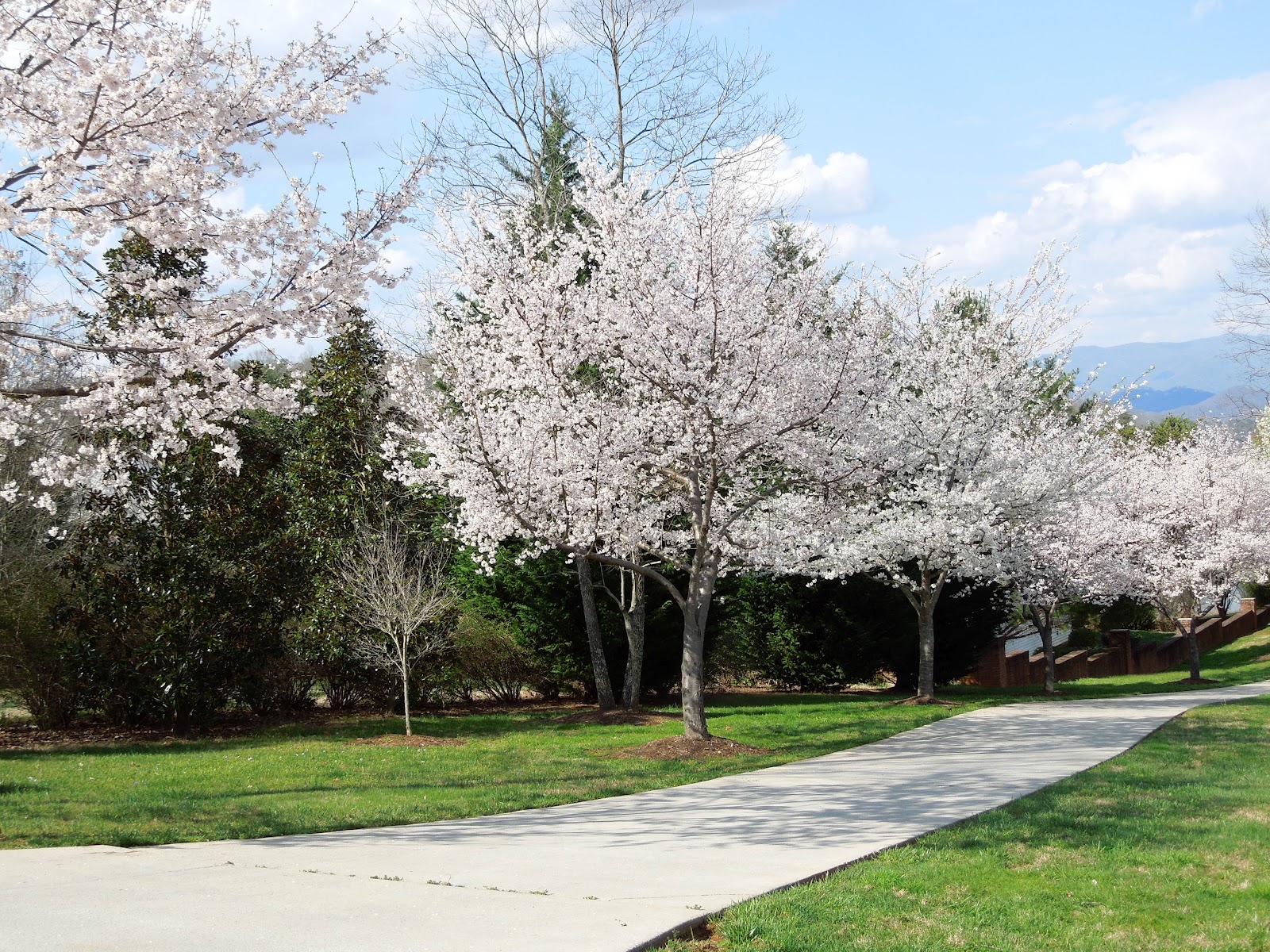 Clay County Master Gardener Volunteer Association: Fruit Trees ...
