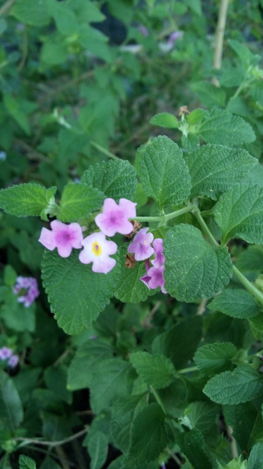 Sistemática Fanerógamas BIO 266 UEFS: Julho 2017