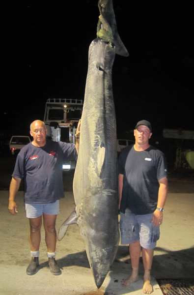 International Fishing News: AUSTRALIA: massive mako shark caught