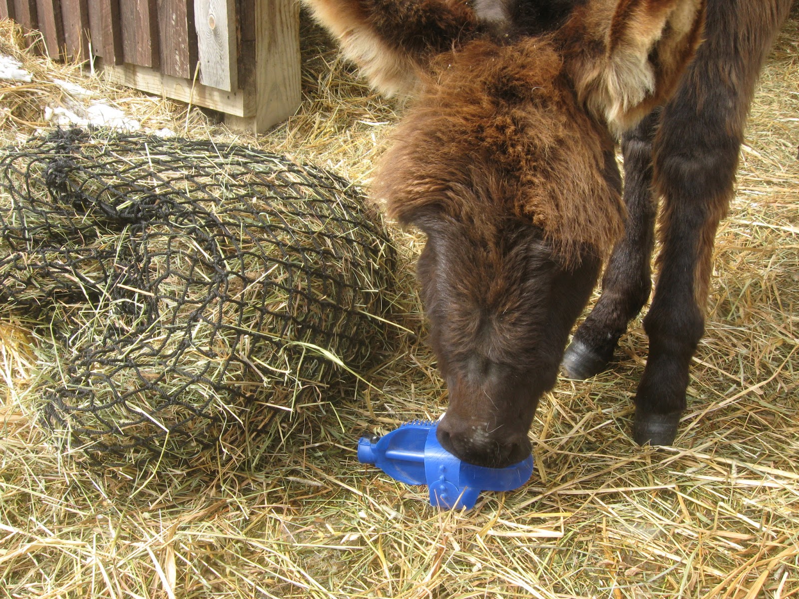 The Dancing Donkey: Proper Grooming Part 2 - Professional Help