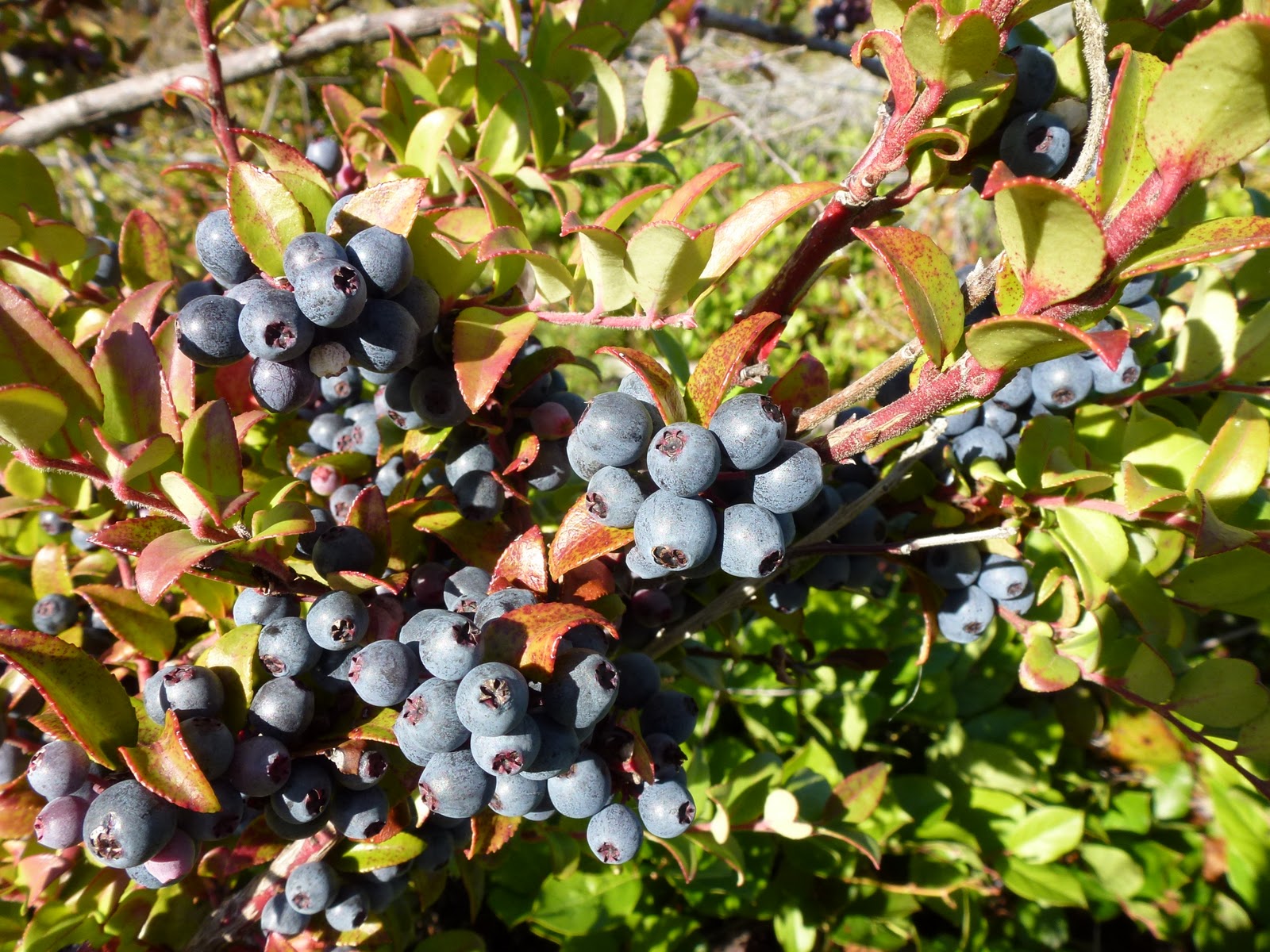 Wild Harvests: Evergreen Huckleberries