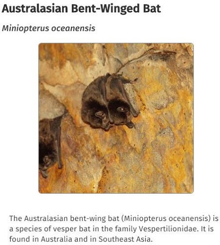 Interactive global species distribution map (bats)