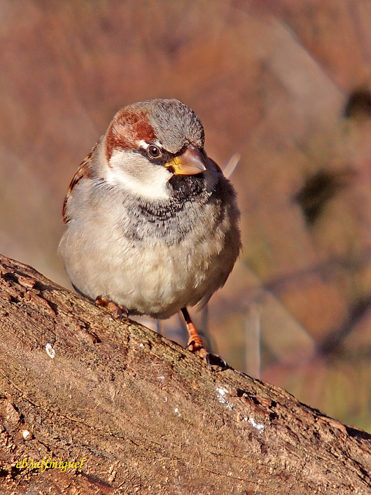 Miguel fotografia: Gorrión común (Passer domesticus)