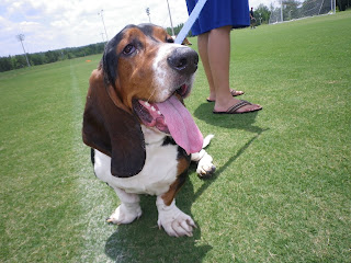 Huggable Hounds