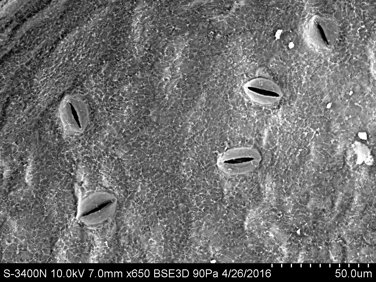 Scanning Electron Microscope Blog: Roses - More Beautiful Up Close