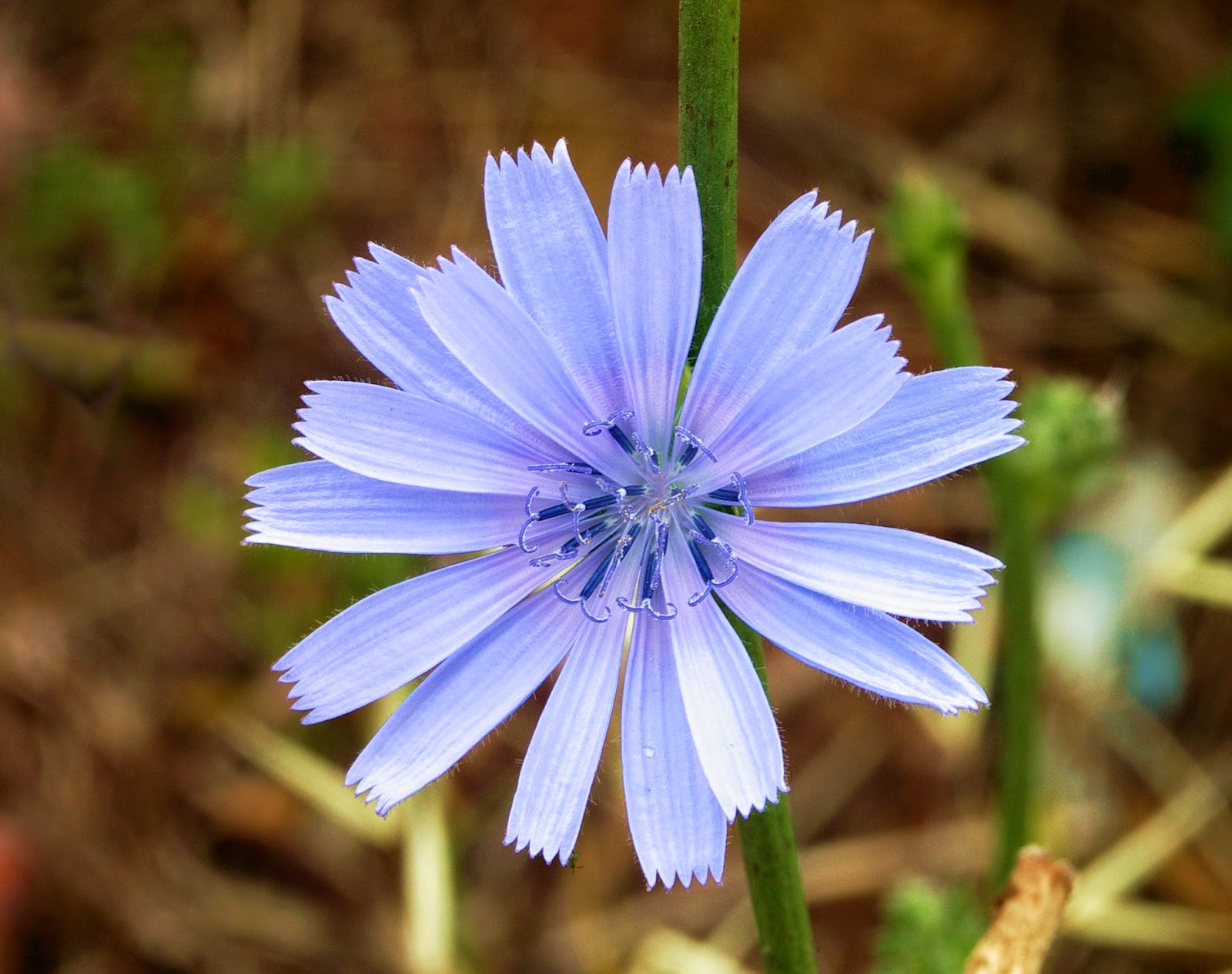 Vegetables List: Vegetables List: Chicory