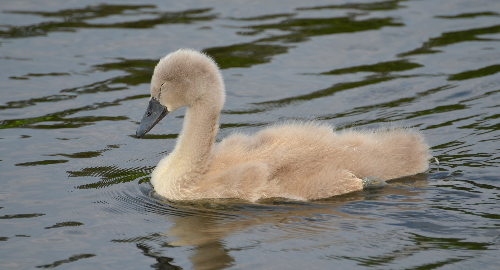 The Early Birder: Mute Swan Cygnet