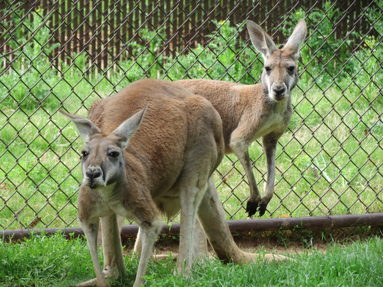 Our Family is Raised on Love: 1st Trip to the Riverbanks Zoo