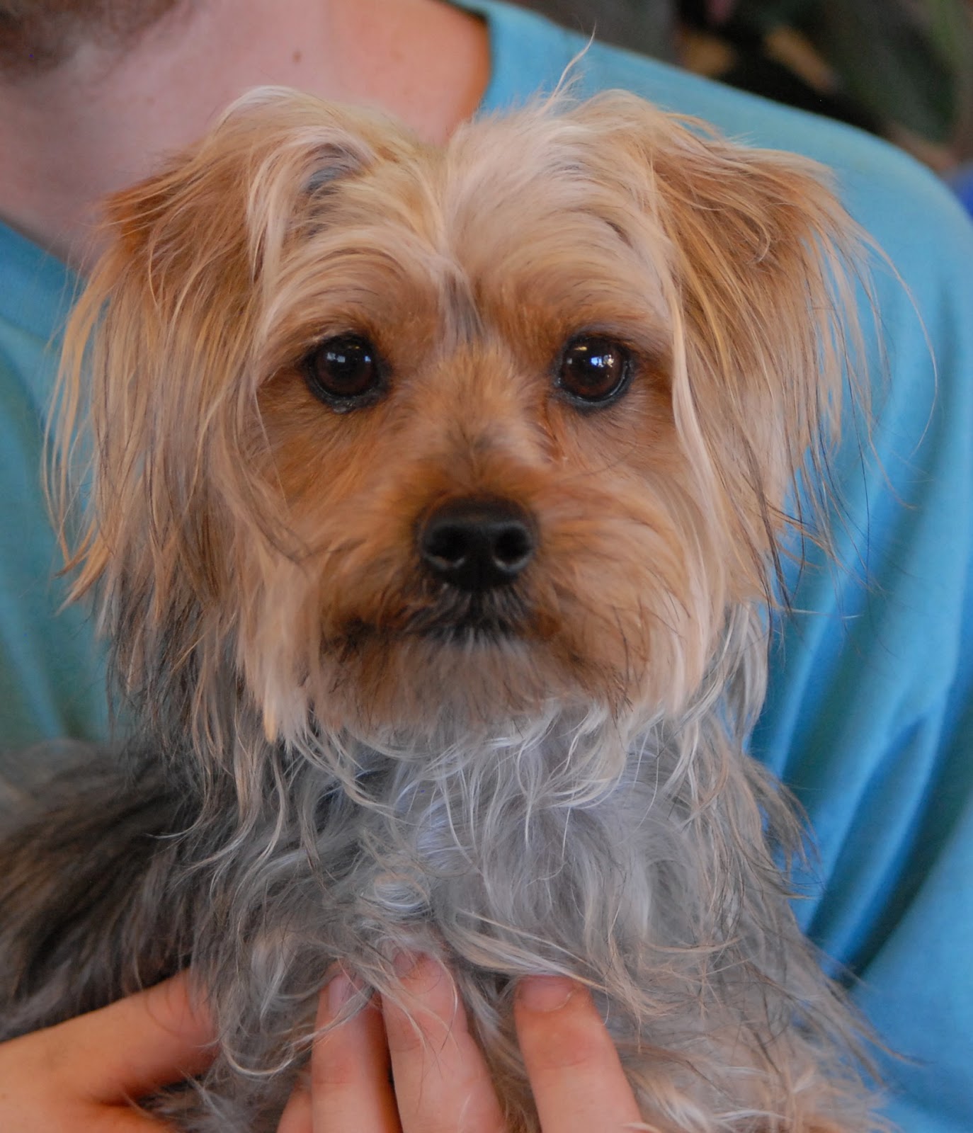 Maxwell, a super cute young Yorkshire Terrier debuting for adoption.