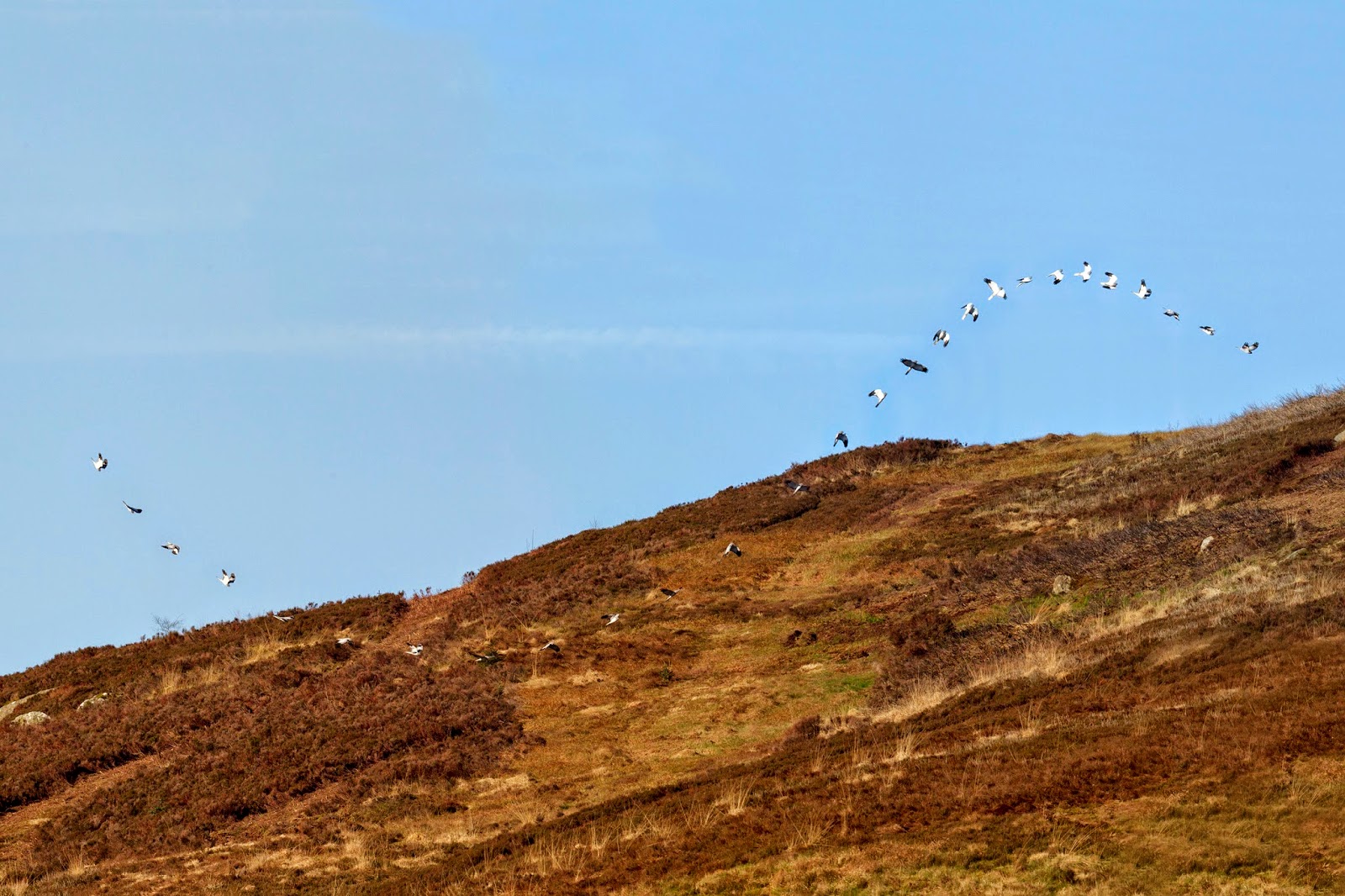 Making the Most of Moorlands: June 2014