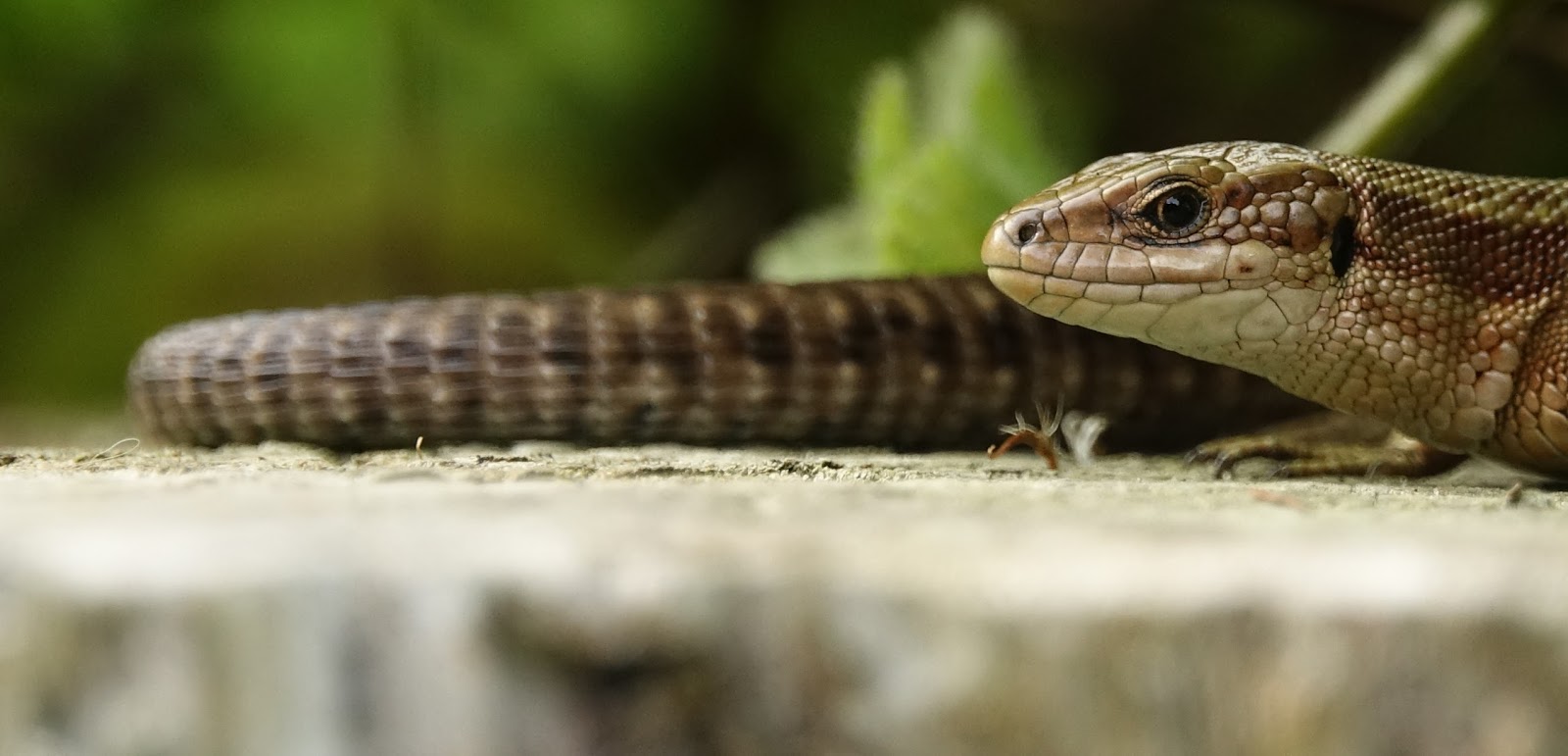 Het wel en wee van een familie levendbarende hagedissen.