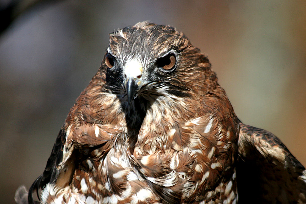 An English Girl Rambles from 2016 to ....: BROAD-WINGED HAWK ...