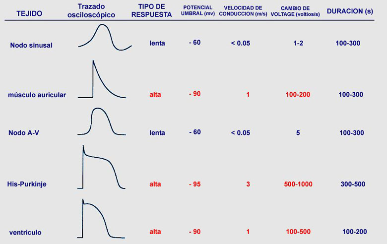 Tesis de Investigadores: Nodo Sinusal