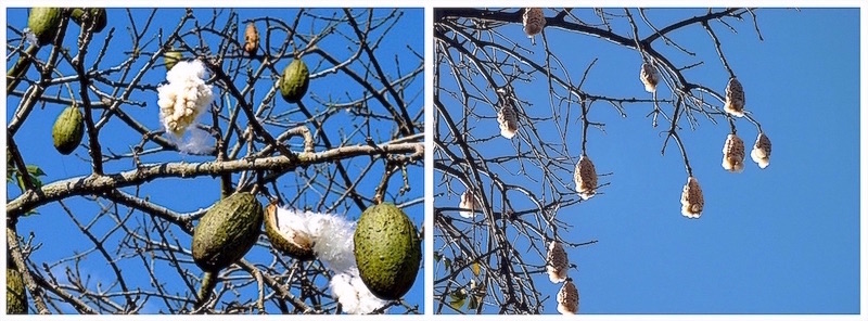 Paineira-rosa - Ceiba speciosa