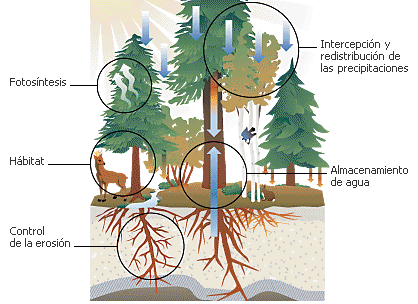 indiana_forestal: ¿que es un bosque? La clasificación