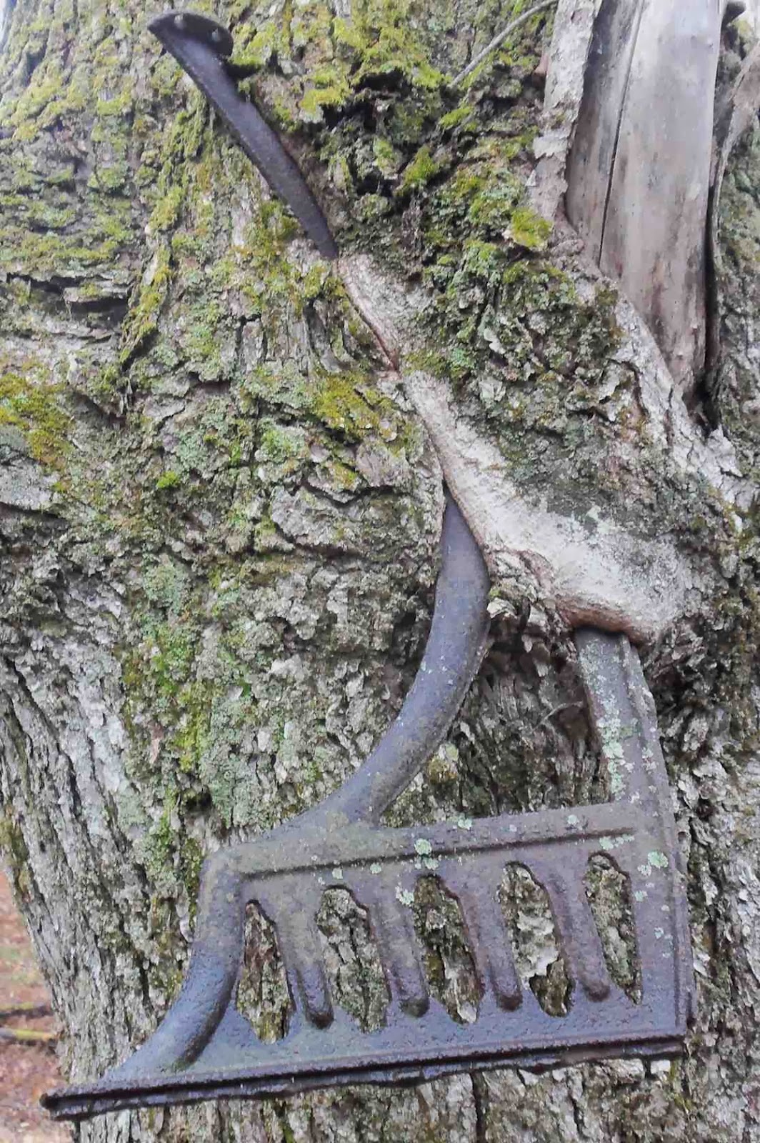 'Mystery Object' Found in Forest