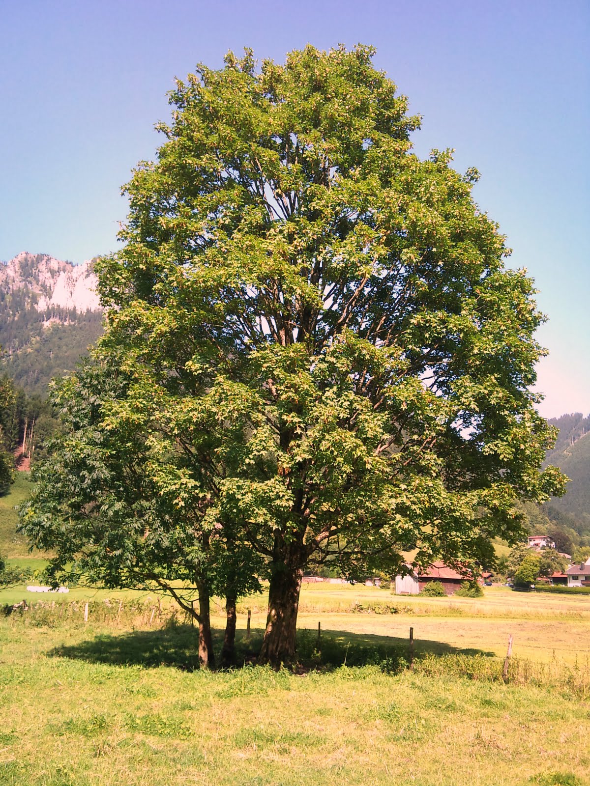 Árboles con alma: Arce blanco. Fals Plàtan. (Acer pseudoplatanus)