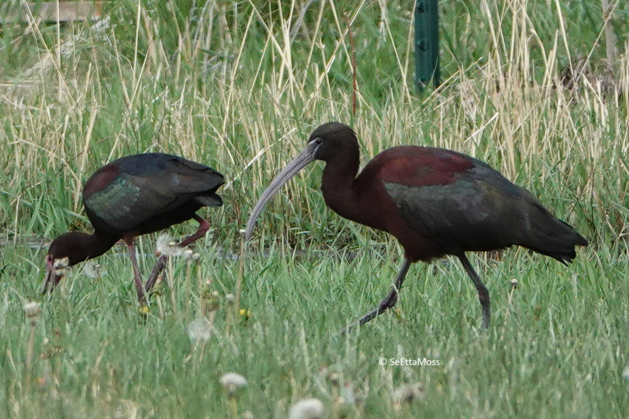 Glossy in flock of White-faced Ibis