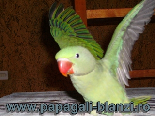 papagali blanzi: etape de dezvoltare la un pui de papagal Marele Alexander